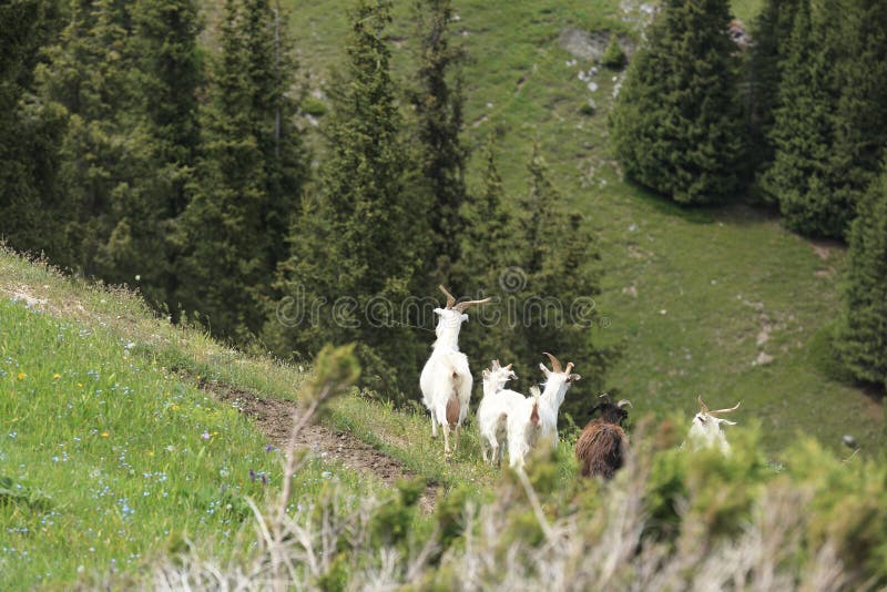 Group of sheep walking stock photo. Image of mountain - 74887664