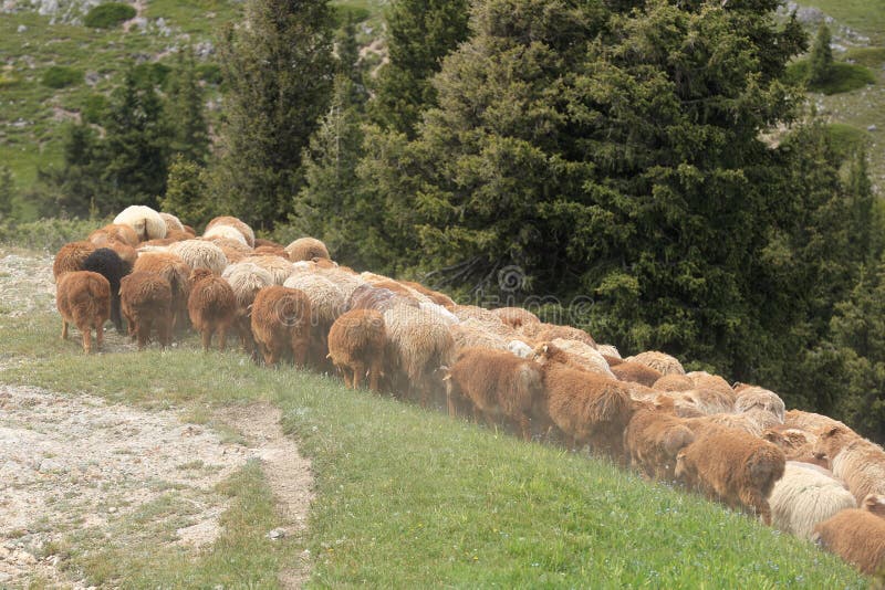 Group of sheep walking stock photo. Image of china, goat - 74887892