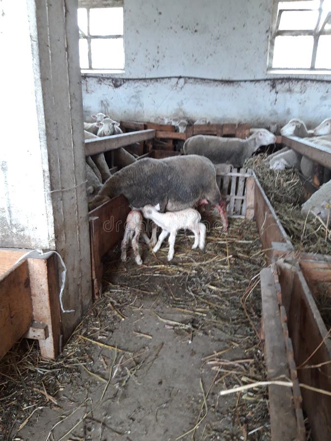 Group of Sheeps and Lambs in the Stable. Farm Scene in the Countryside ...