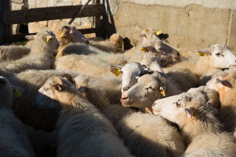 Group of Sheeps in a Sheepfold Stock Photo - Image of curiosity, fleece ...