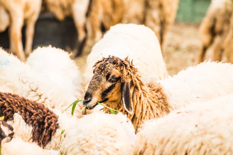 Portrait of sheep in farm stock photo. Image of farm - 258672702