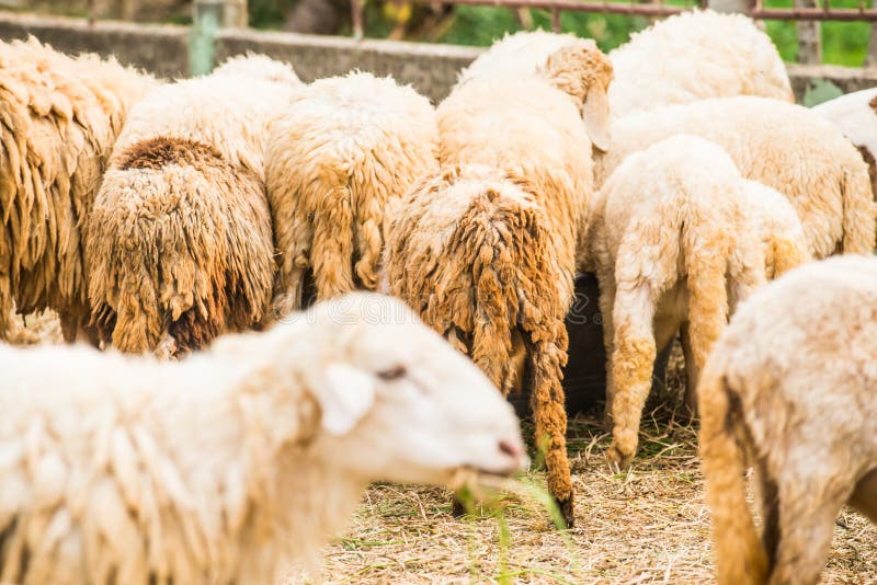 Portrait of sheep in farm stock image. Image of nature - 258672723