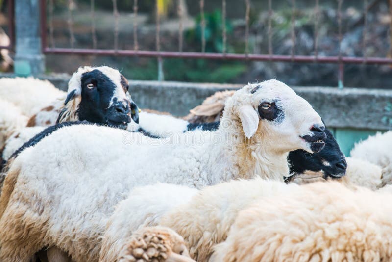 Face of sheep stock image. Image of group, animals, countryside - 258672931