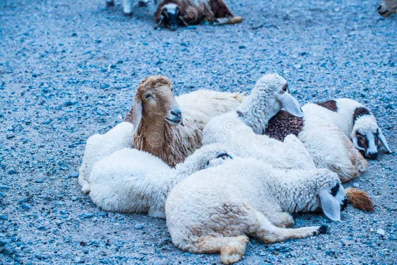 Face of sheep stock image. Image of group, animals, countryside - 258672931