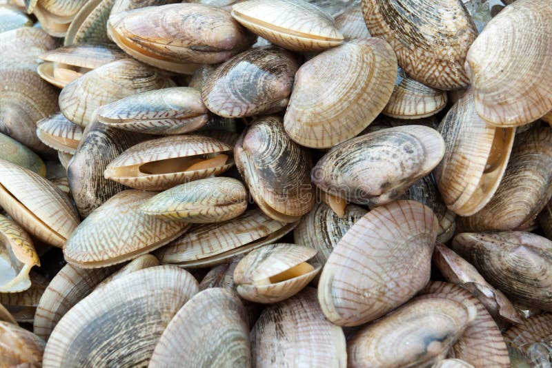 Marine Fossils stock photo. Image of museum, science, eyes - 505634