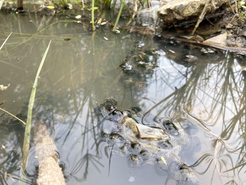 Group shell on the lake stock photo. Image of park, tropical - 258673104