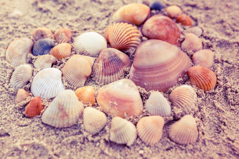 Group of Shell on Sand in Heart Shape. Stock Photo - Image of nature ...