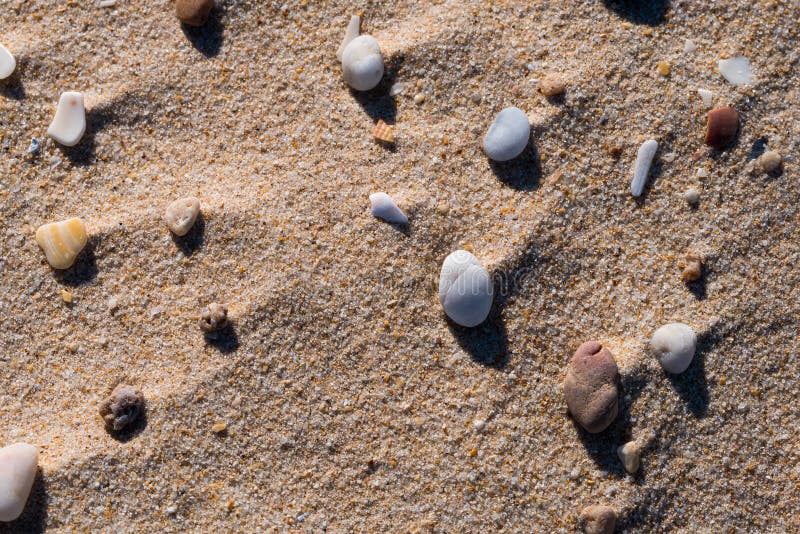 Group of Shells on the Beach Sand with Copy Space Stock Image - Image ...