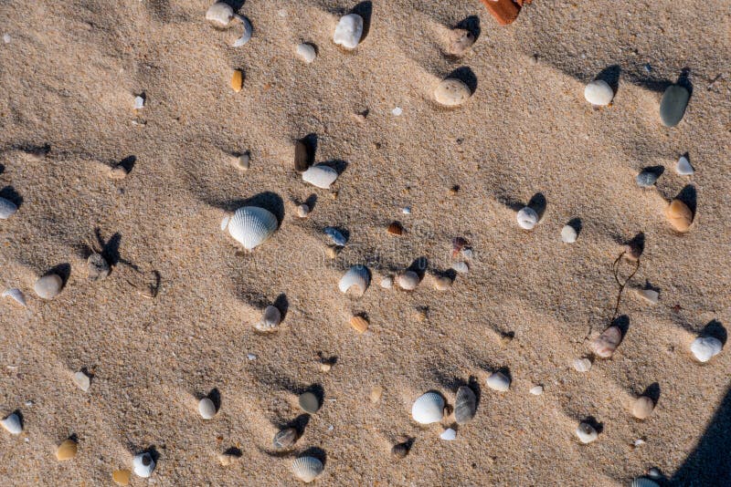 Group of Shells on the Beach Sand with Copy Space Stock Image - Image ...
