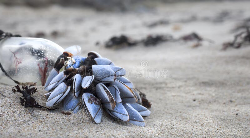 Group of Shells in Low Tide Clinking on Old Rugged , Threadbare ...