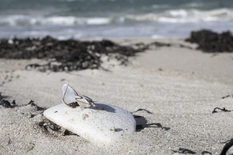 Group of Shells in Low Tide Clinking on Old Rugged , Threadbare ...