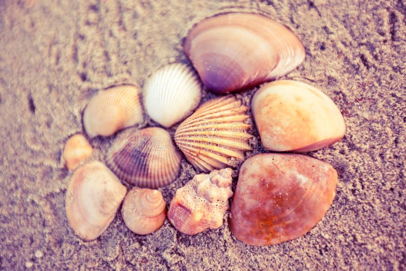 Group of shells on sand. stock photo. Image of environment - 92752526