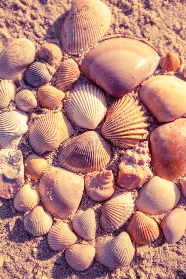 Group of shells on sand. stock image. Image of outer - 92752757