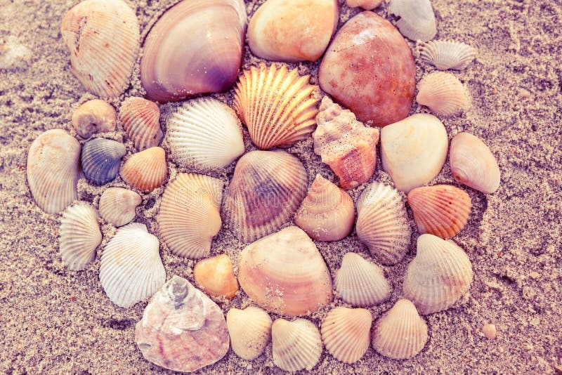 Group of shells on sand. stock image. Image of peel, friend - 92752995
