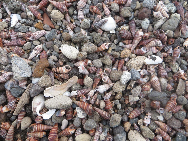 A Group of Shells are Scattered Stock Image - Image of gravel, cluster ...