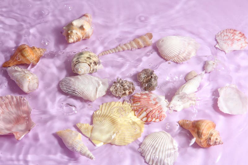 Group of Shells and Water on Pink Background Stock Image - Image of ...
