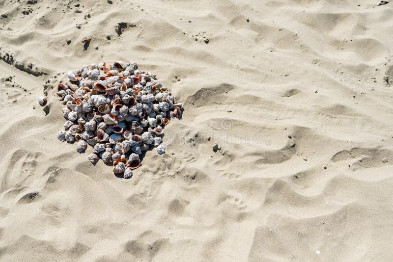 Group of Shells on Wet Sand Copy Space with Selective Focus Stock Photo ...