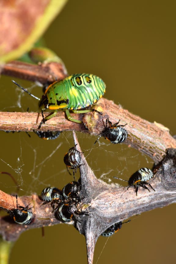 Group of Shield Bug Nymphs in a Tree Stock Photo - Image of detail ...