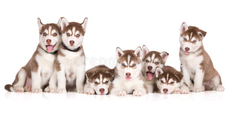 Group of Siberian Husky Puppies Posing on White Stock Image - Image of ...