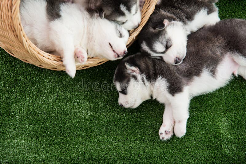 Group of Siberian Husky Puppies Sleeping Stock Image - Image of mammal ...