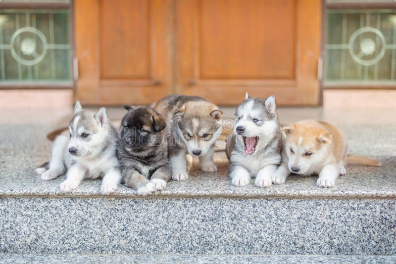 Group of Siberian Husky Puppies Stock Image - Image of group, puppy ...