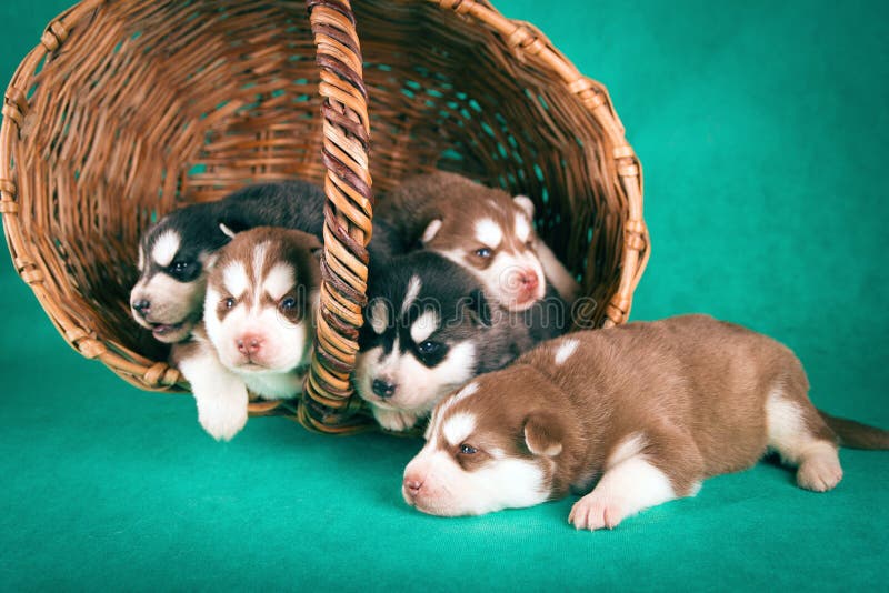Group of Siberian Husky Puppies Studio Shoot Stock Image - Image of ...