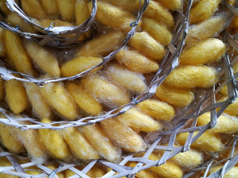 Silk Cocoons with Silkworm stock photo. Image of sericicultural - 19947088