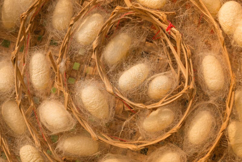 Group of Silk Worm Cocoons Nests Stock Photo - Image of group, delicate ...
