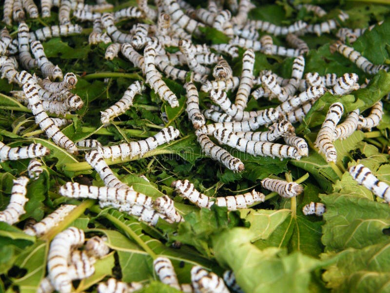 A group of silk worm stock image. Image of food, gold - 106036571