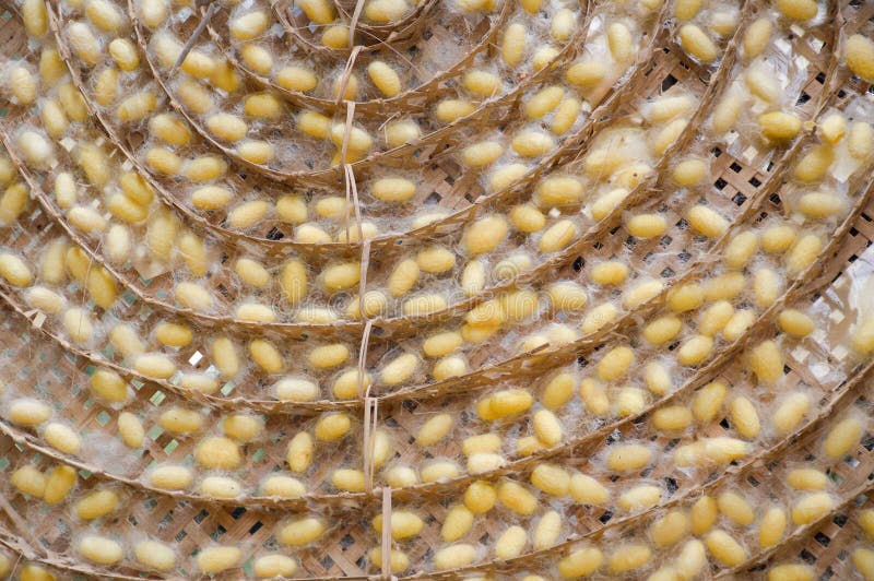 Group of Silkworm in Yellow Cocoon Stage on Weave Craft Stock Photo ...