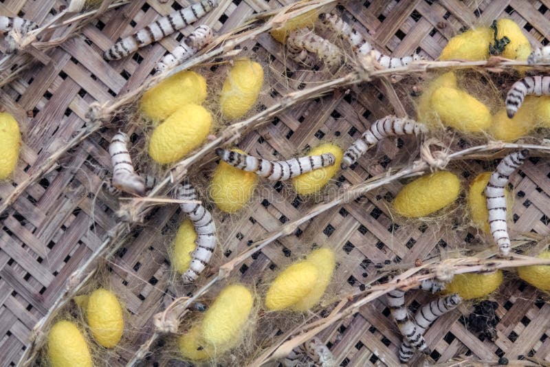 Group of Silkworm and Yellow Cocoons in Bamboo Nests Stock Photo ...