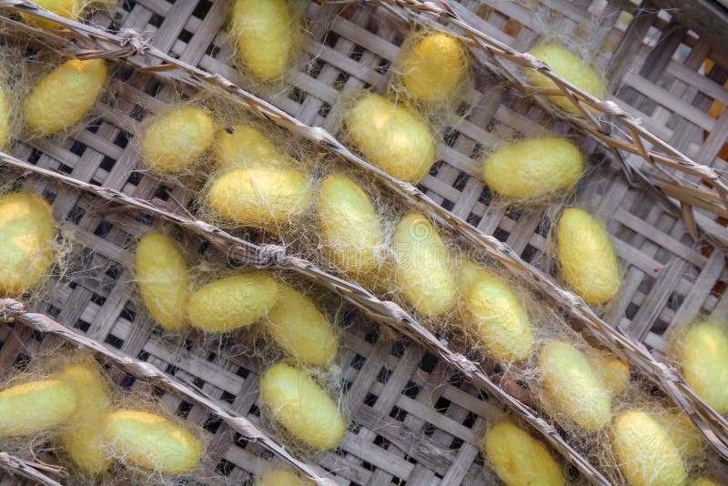 Group of Silkworm Yellow Cocoons Nests Stock Image - Image of delicate ...