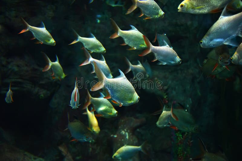 Group Silver barb fish stock image. Image of silver, fresh - 56960763
