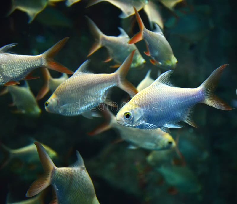 Group Silver barb fish stock image. Image of silver, fresh - 56960763