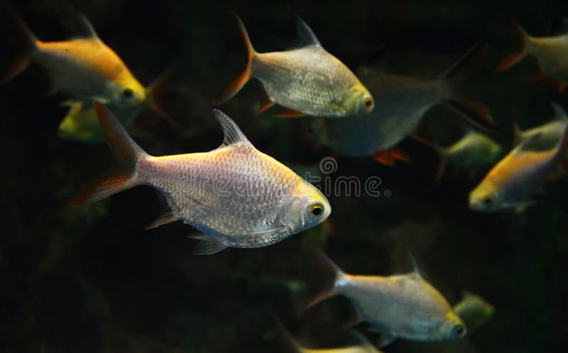 Silver barb fish stock image. Image of asia, java, fresh - 56960741