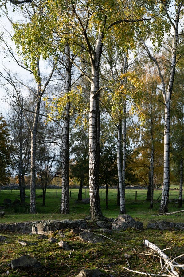 Group of Silver Birch Trees in a Forest Called Skrylle in Southern ...