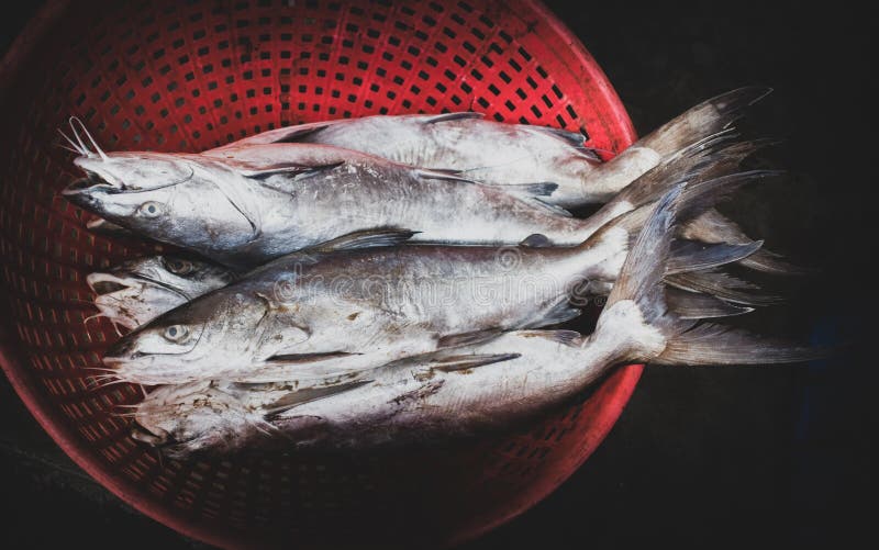 Group of Silver Dollar Fishes. Stock Photo - Image of swimming, silver ...