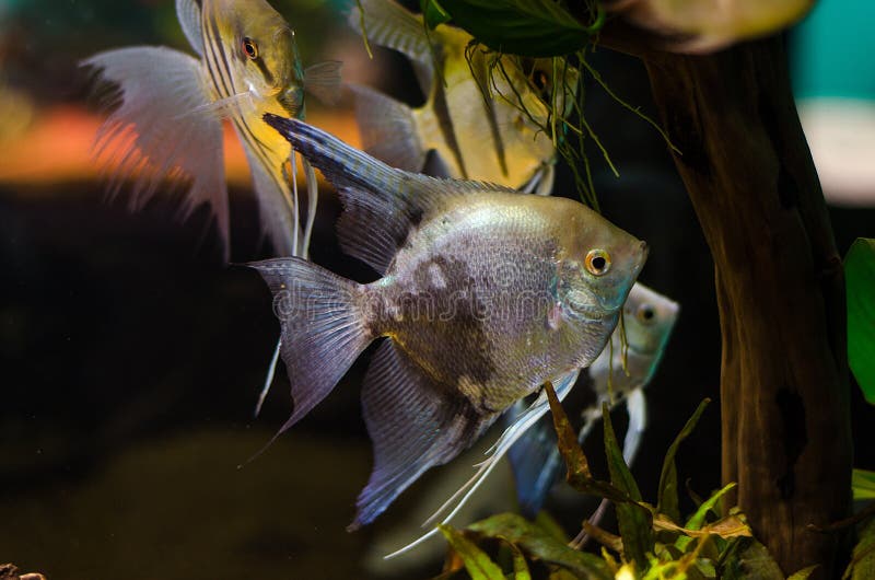 Silver Angelfish