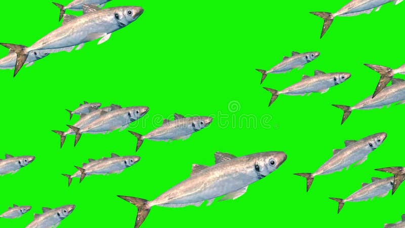 Group of Silver Fish Ocean Sea Green Screen 3D Animation Rendering ...
