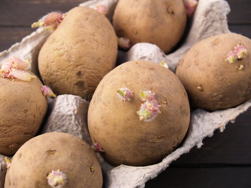 A Group of Six Seed Potatoes Sprouting Stock Photo - Image of ...