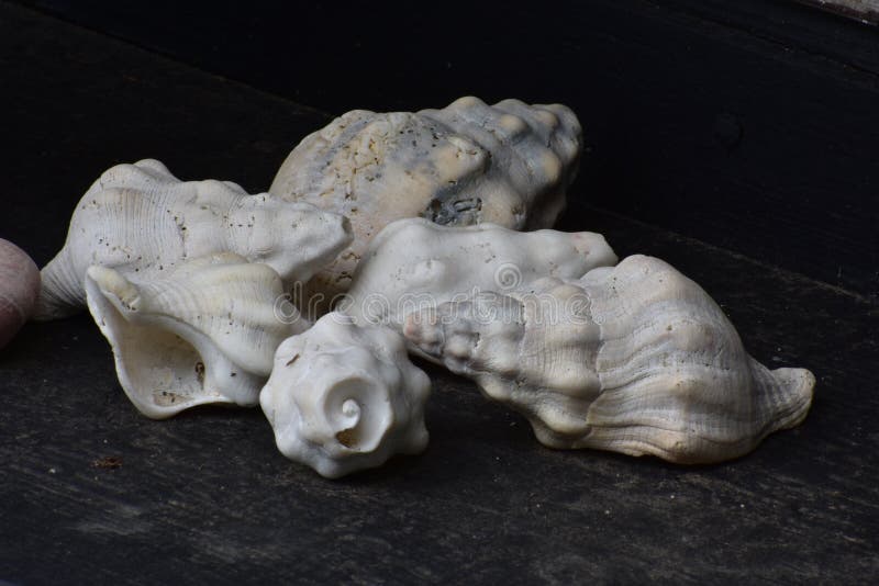 Group of white seashells stock image. Image of shells - 139043203