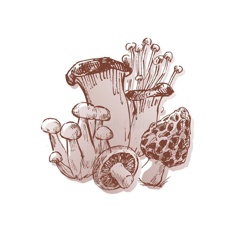 Group of Sketched Mushrooms Stock Vector - Illustration of packaging ...
