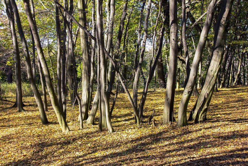 A group of slender trees. stock image. Image of trees - 99150601