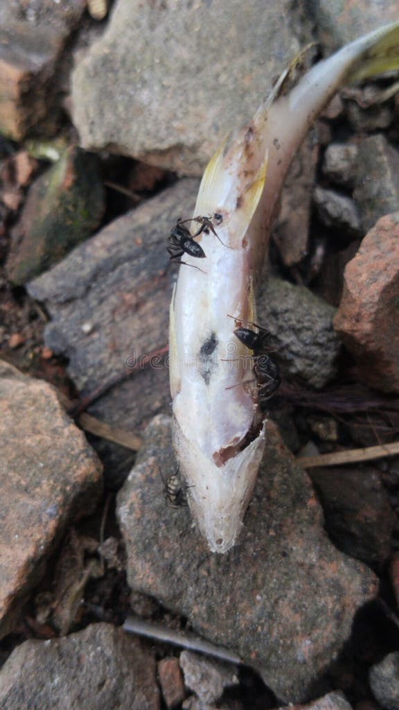 Group of Small Animals Were Eating Dead Fish on the Ground Stock Photo ...