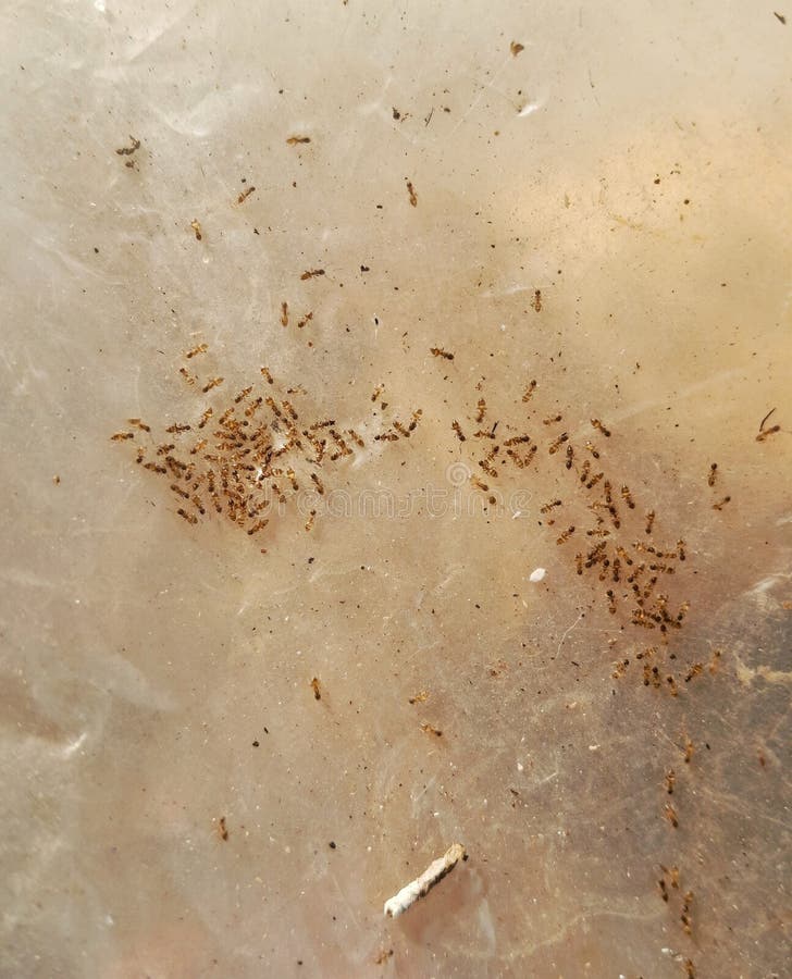 A Group of Small Ants are Clustered on a Sheet of Plastic Stock Image ...