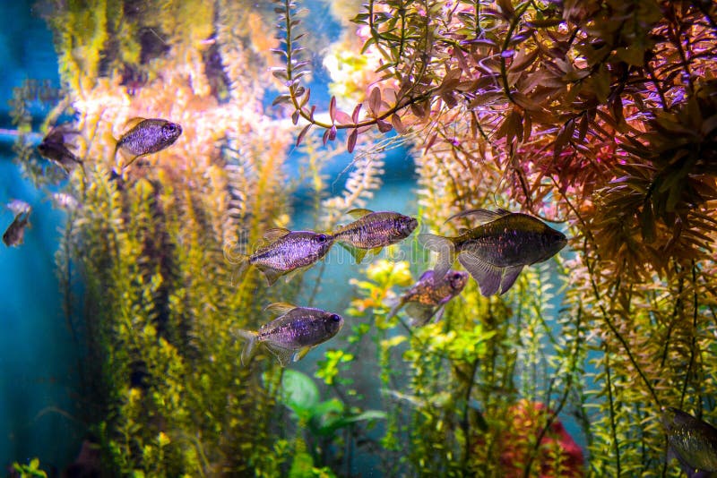 A Group of Small Aquarium Fish in a Big Aquarium Stock Photo - Image of ...