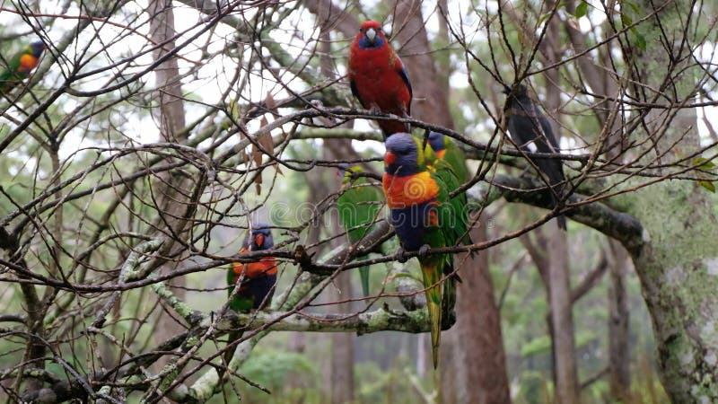 Group of Small Australian Loriini Birds Standing on the Branches of a ...