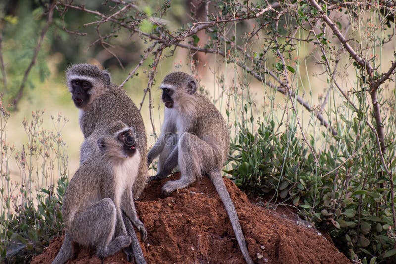 Baboon siting on a tree stock image. Image of branch - 22992949