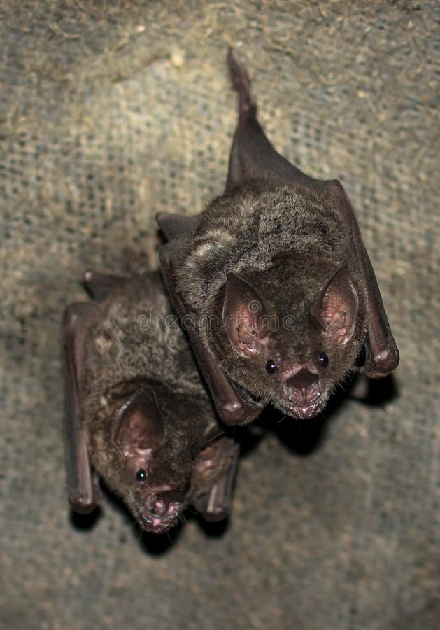 Group of Small Bats stock photo. Image of threat, colony - 50169272