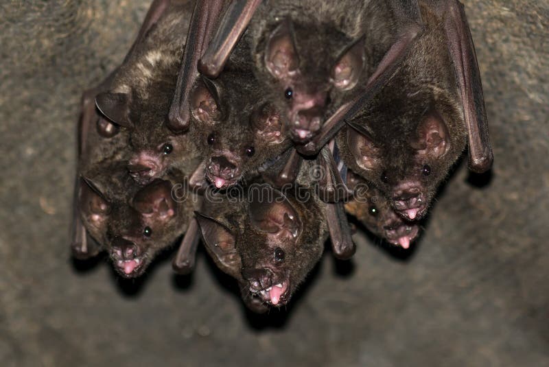 Group of Small Bats stock image. Image of animal, miniopterus - 50169279